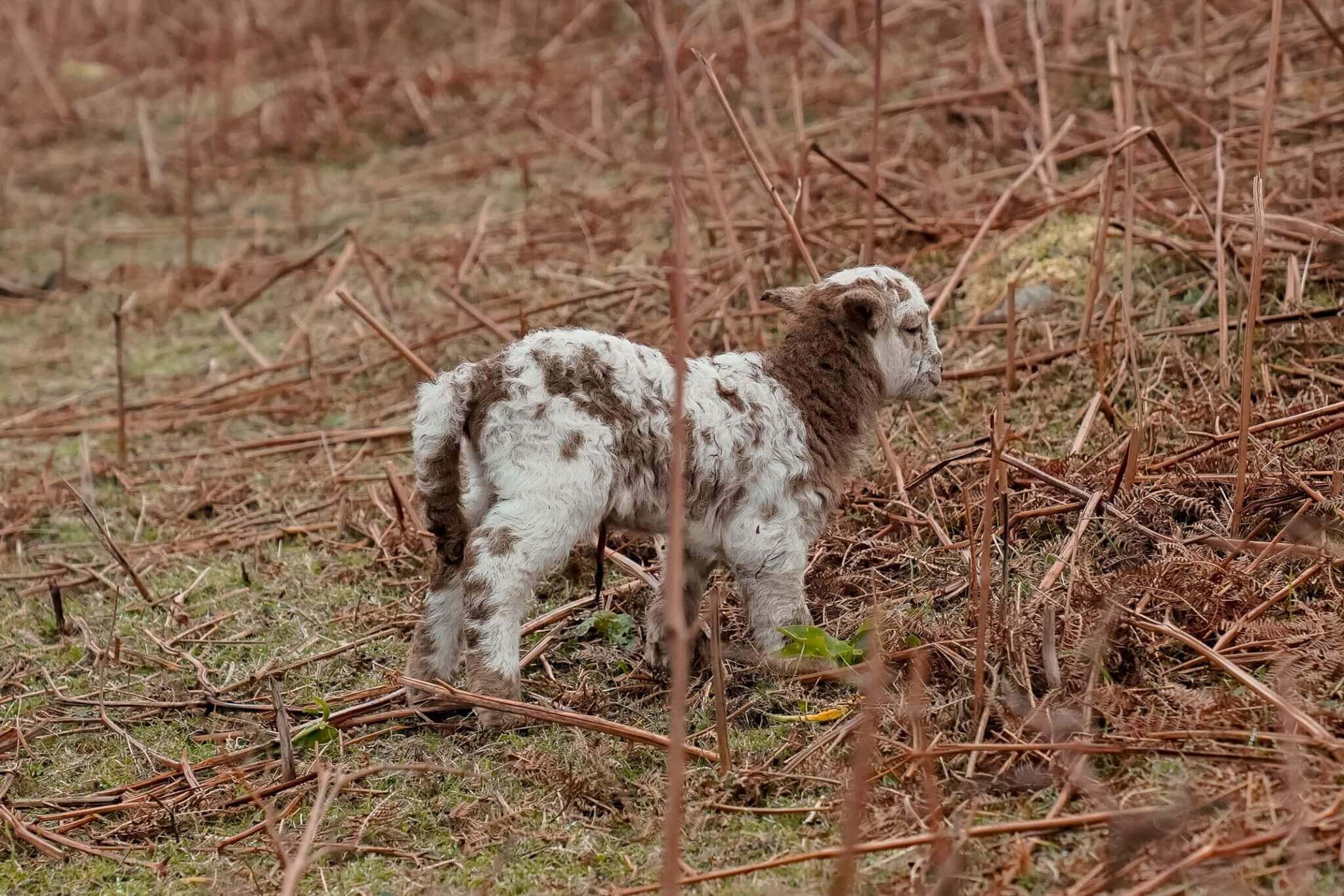 11 breathtaking photos of the Gower Peninsula in Wales