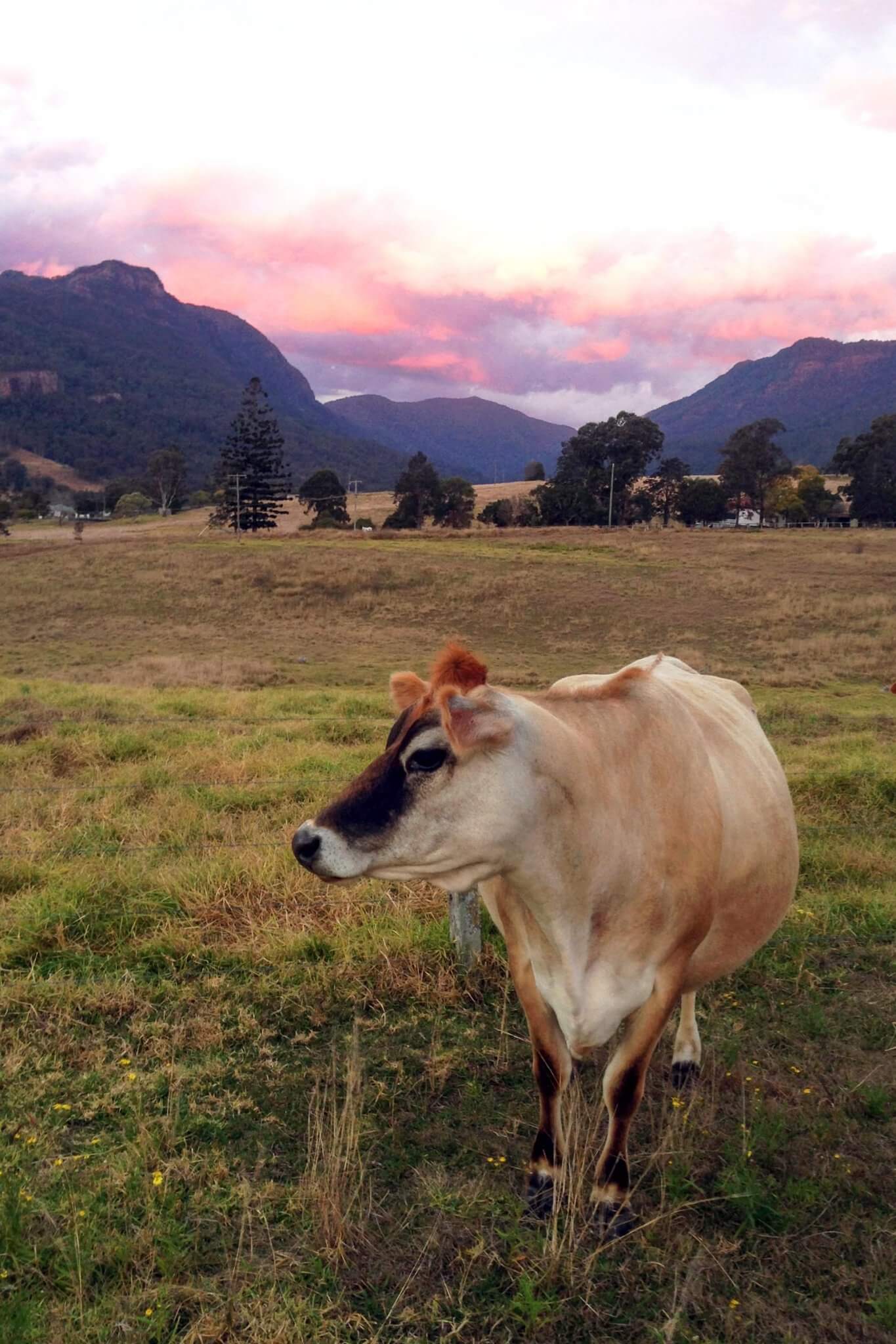 Volunteering in Australia: everything you need to know to get your visa!