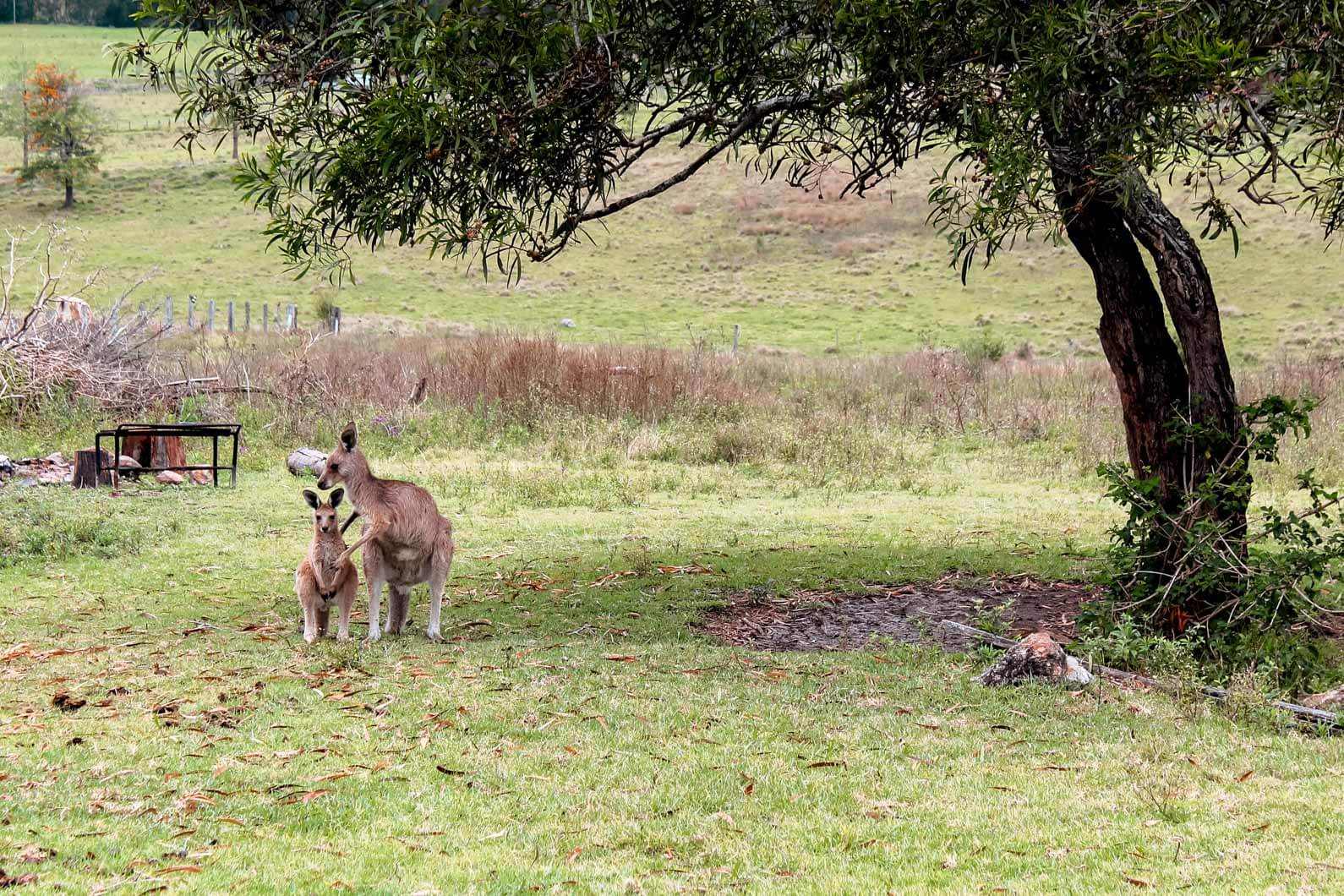 Volunteering in Australia: everything you need to know to get your visa!
