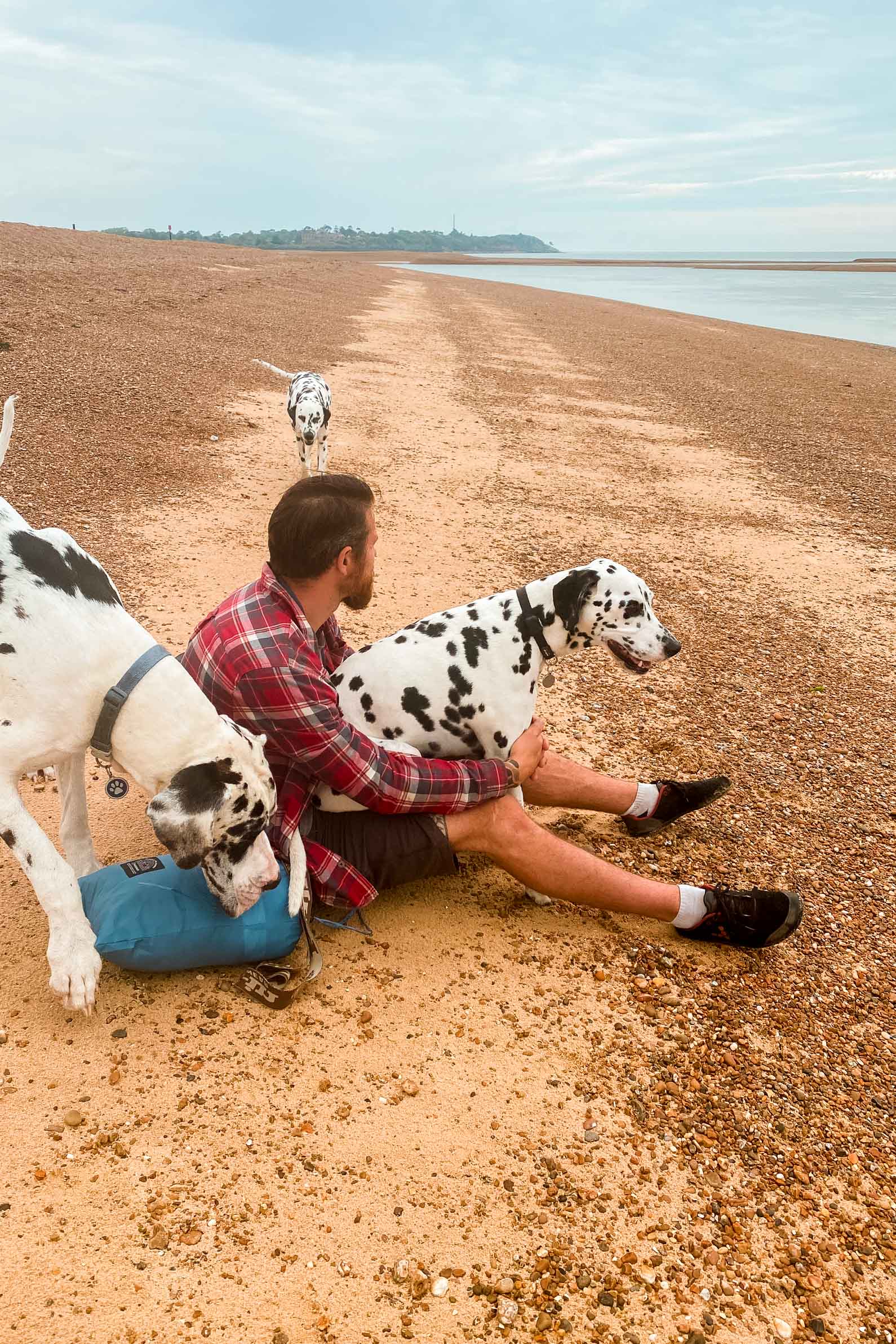 Travelling in a van with dogs: TOP TIPS & everything you need to know!