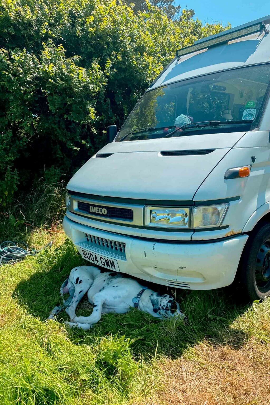 Travelling in a van with dogs: TOP TIPS & everything you need to know!