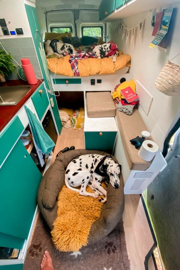 Travelling in a van with dogs: TOP TIPS & everything you need to know!