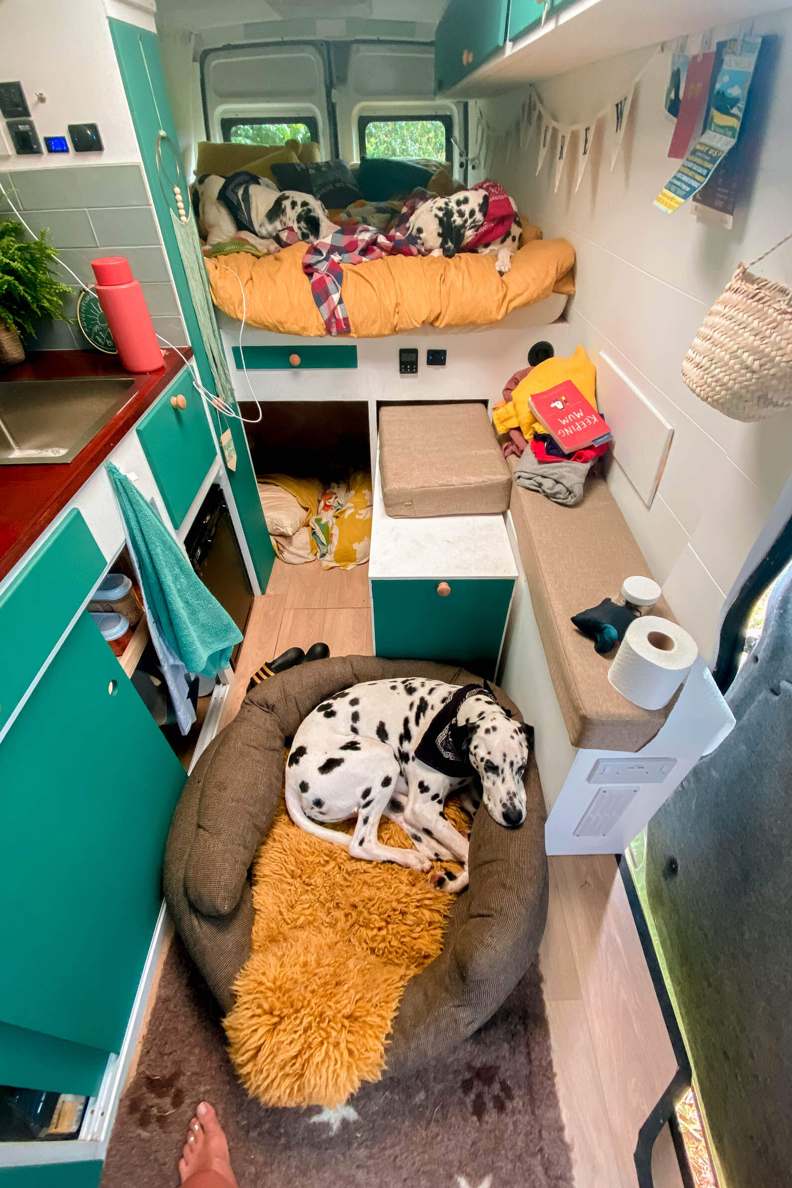 Travelling in a van with dogs: TOP TIPS & everything you need to know!