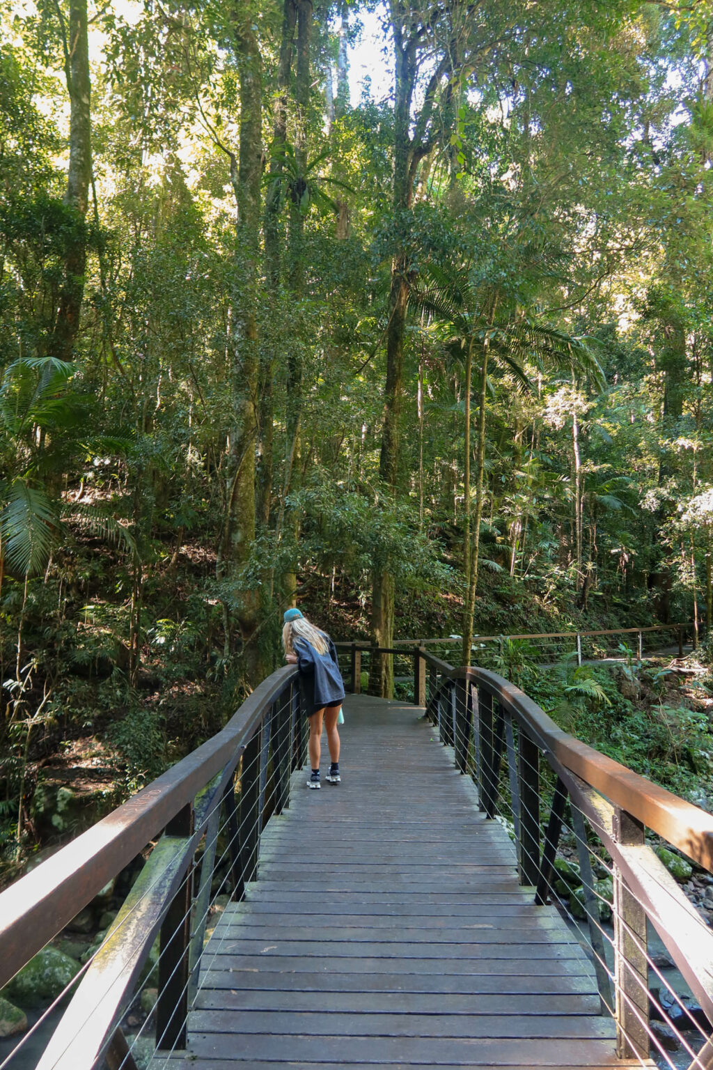 8 Best Things To Do In Springbrook National Park, Queensland - We Are ...