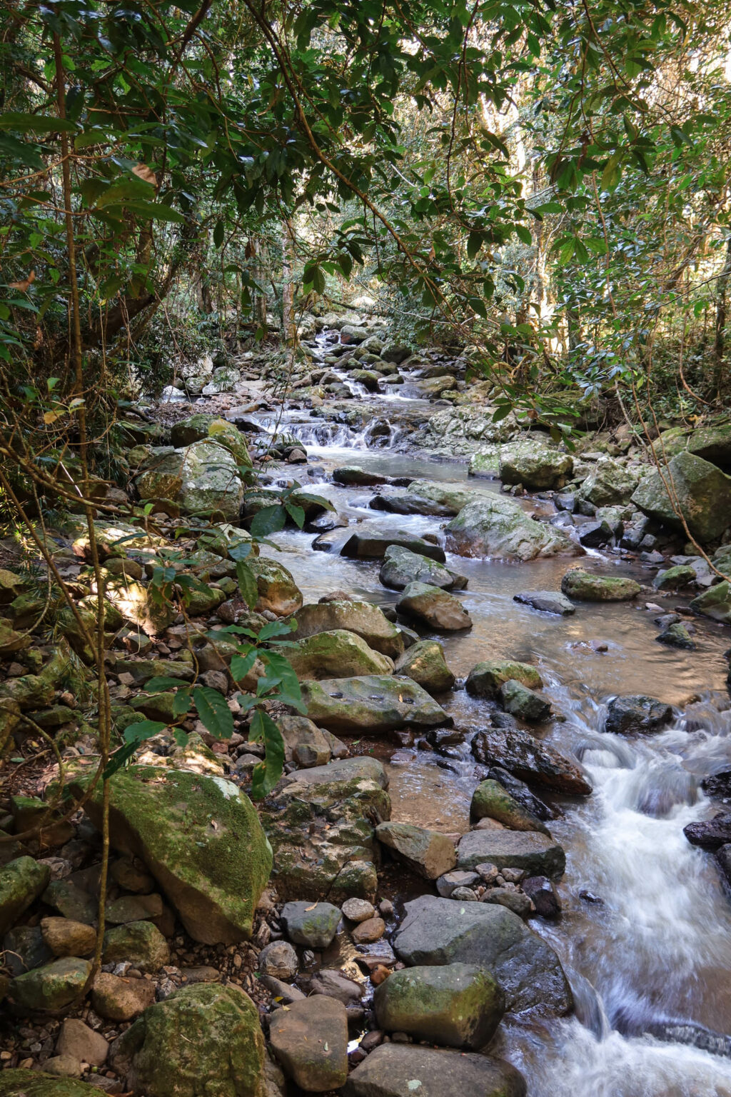 8 Best Things To Do In Springbrook National Park, Queensland - We Are ...