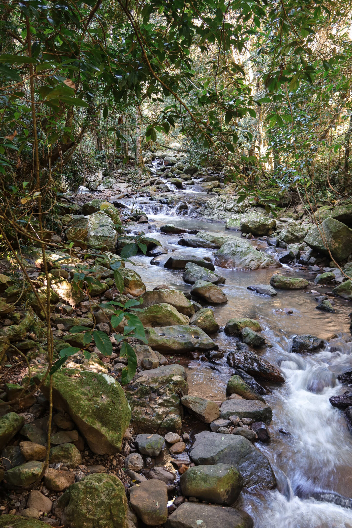 8 Best Things To Do In Springbrook National Park, Queensland - We Are ...