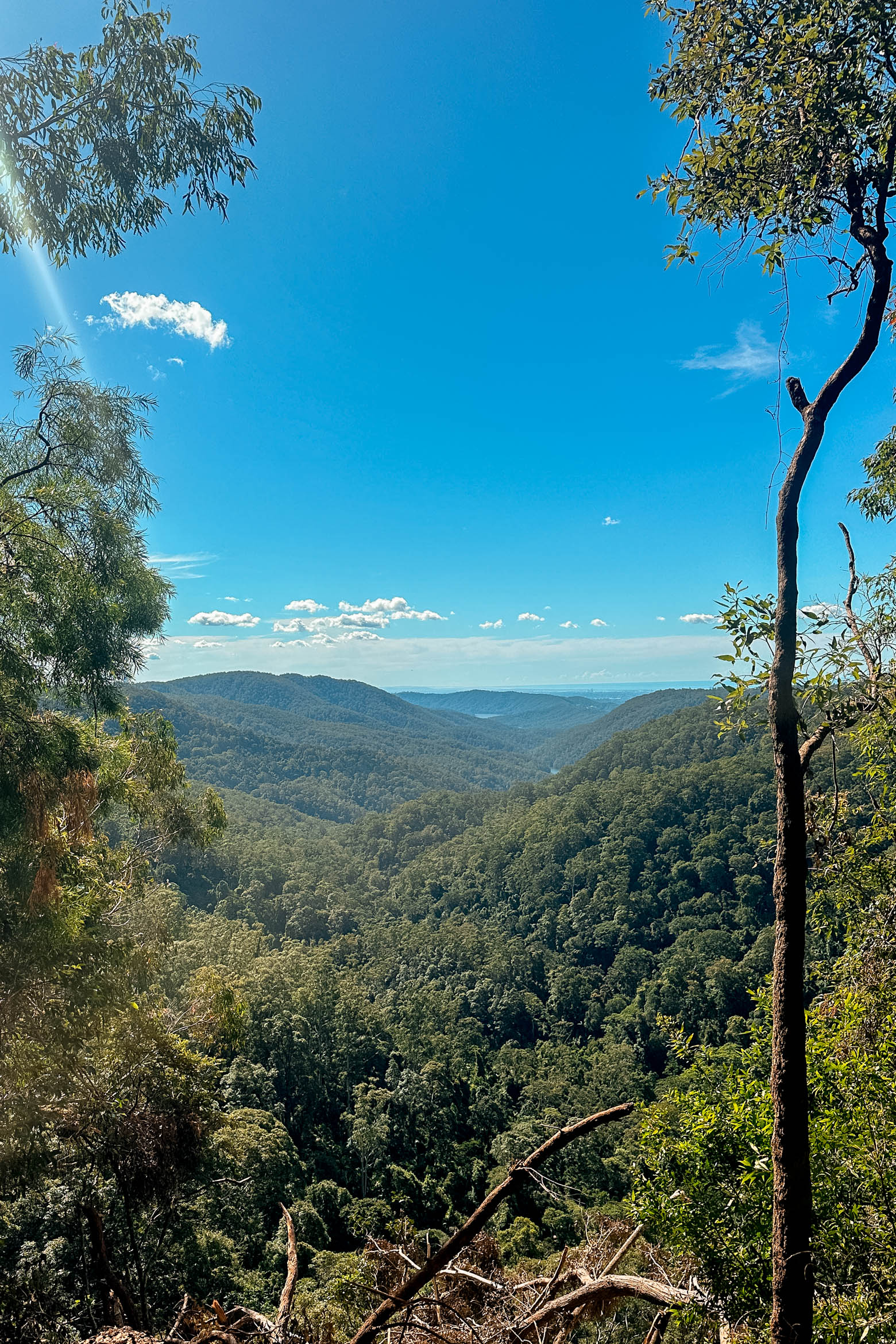 8 Best Things To Do In Springbrook National Park, Queensland - We Are ...